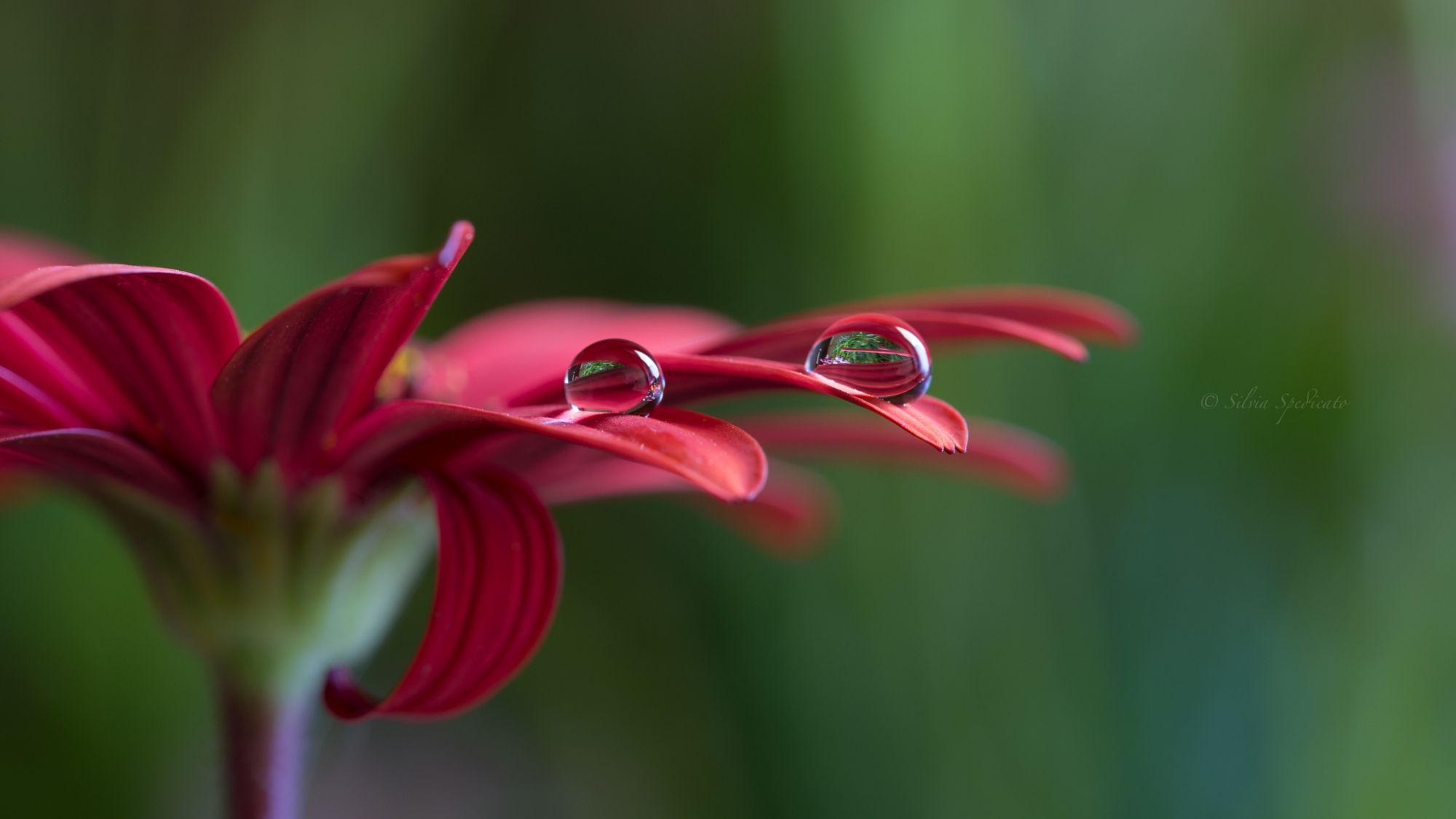 شرکت خدمات دریایی و بندری سی دلف